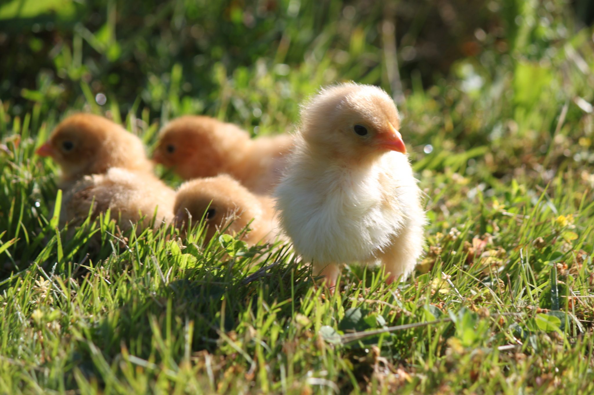 Hungarian Yellow Chickens - Backyard Poultry